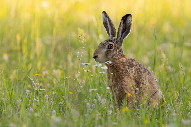 The Grace of the Hare | Grace And Flow